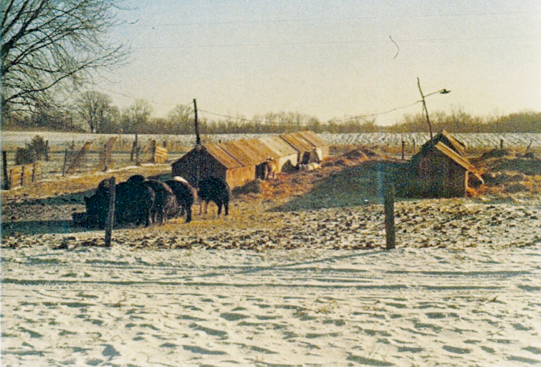 Saving their Sister: A Hog Farm Memory - Farm Collector